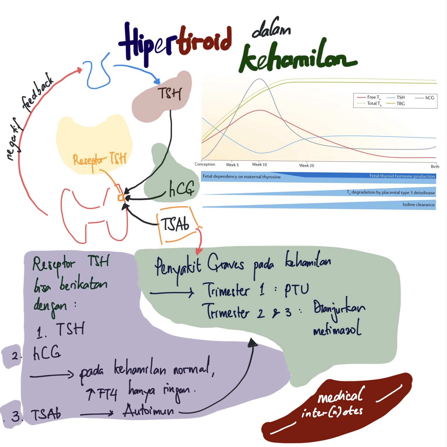 Hipertiroid dalam Kehamilan - Fisiologis dan Patologis - medical.internotes